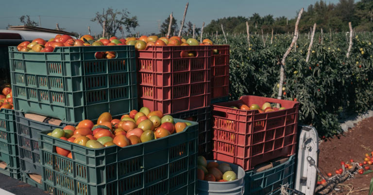 Why BLTs and salad just got more expensive — tariffs, war send tomato ...