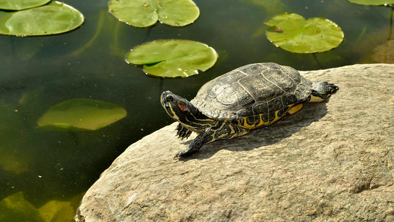 Scientists say turtle shells could hold clues to secret side of ...