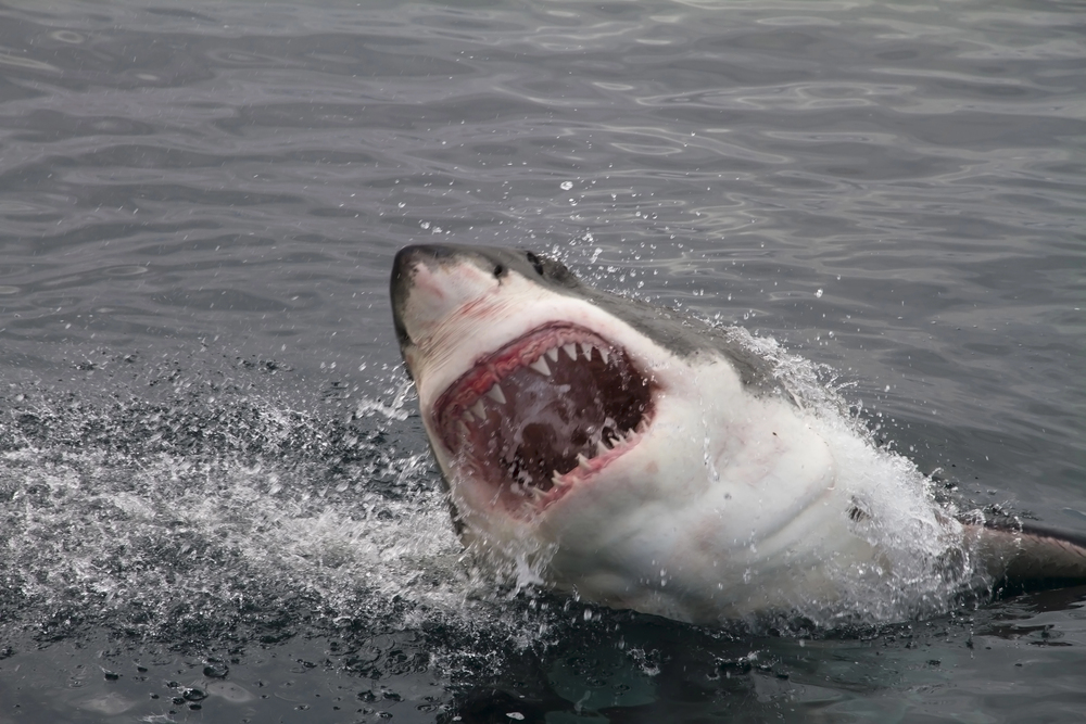 Incredible animal species with the strongest bites