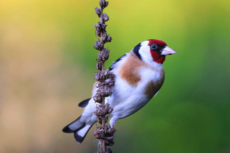 Growing one flower will welcome goldfinches and sparrows straight into ...