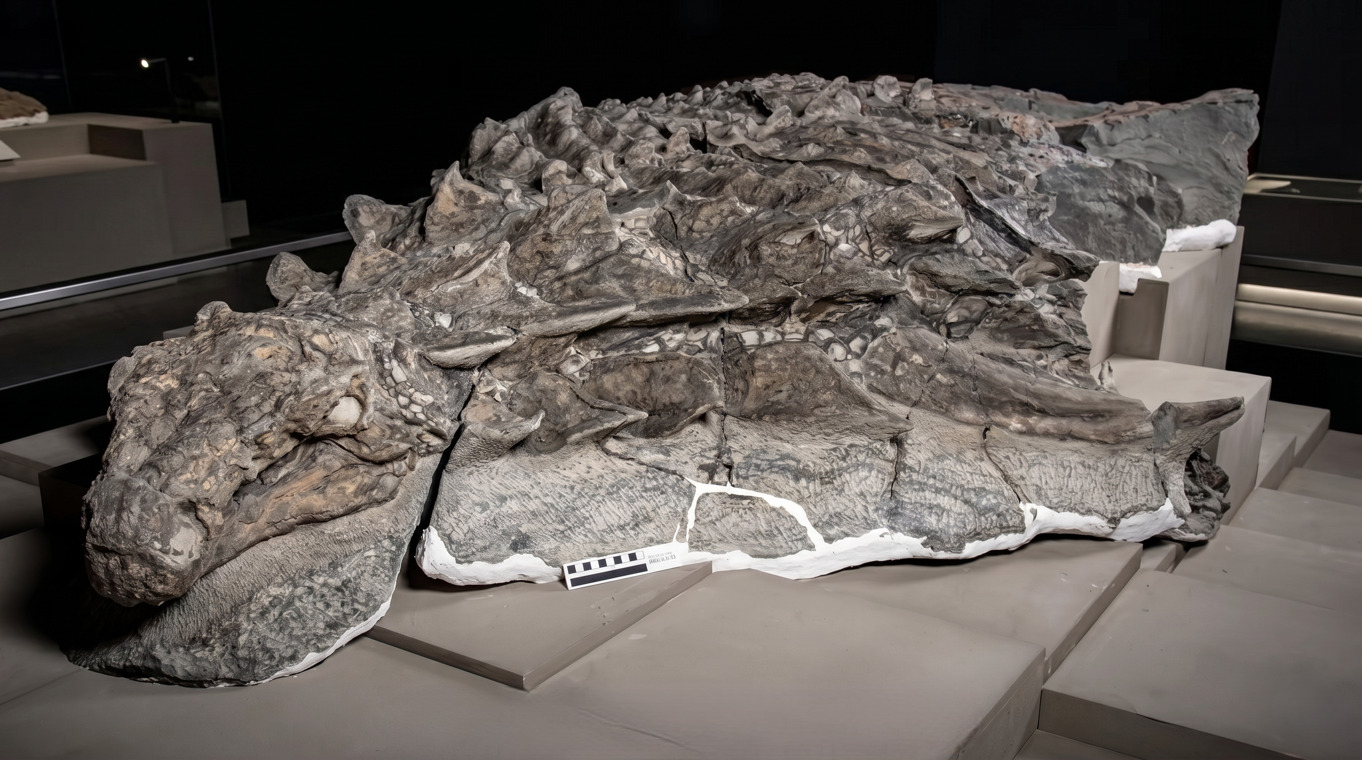 Watch what happens when scientists reconstruct dinosaurs with preserved ...