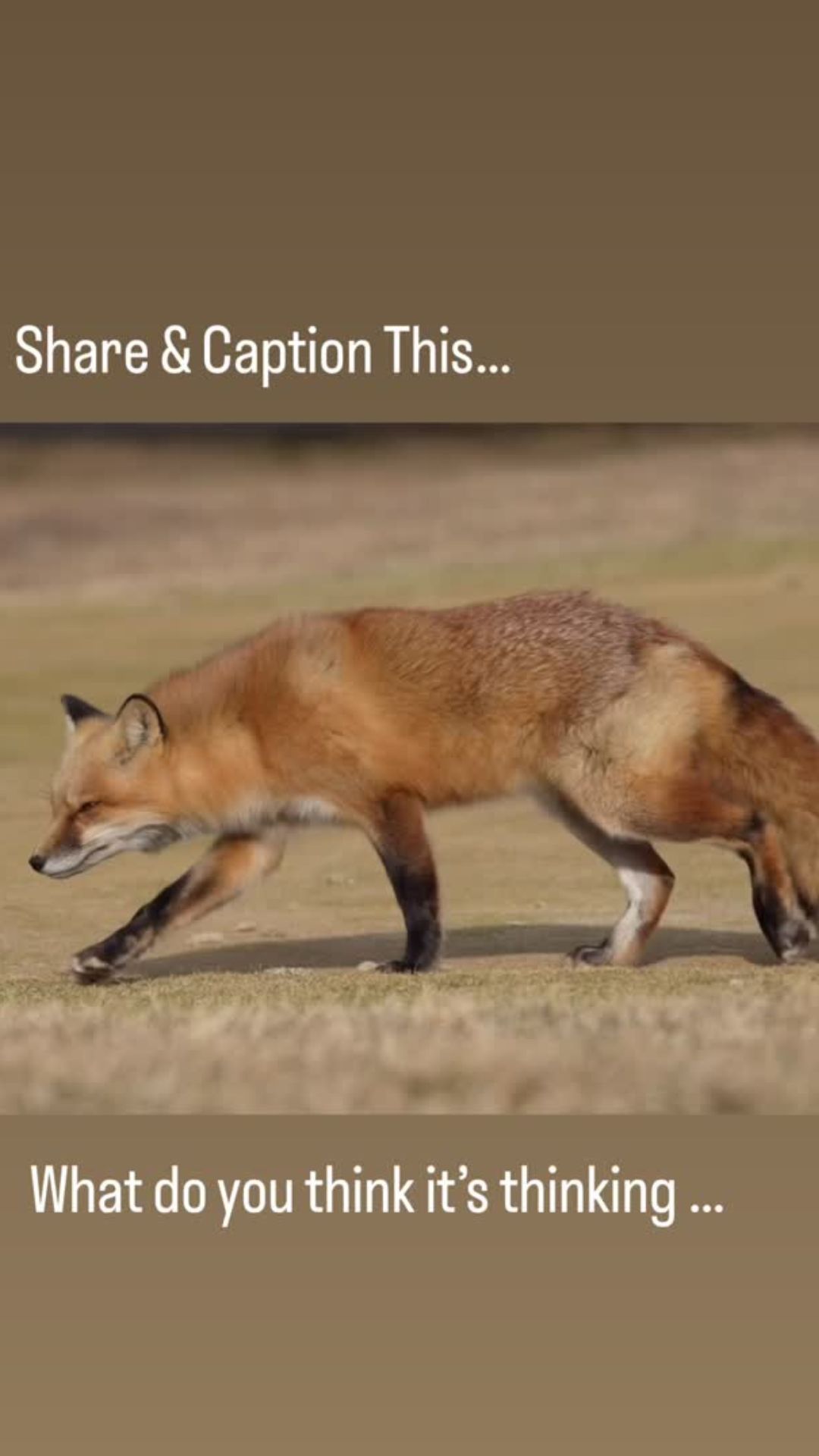 What did this red fox discover? A quiet wildlife moment