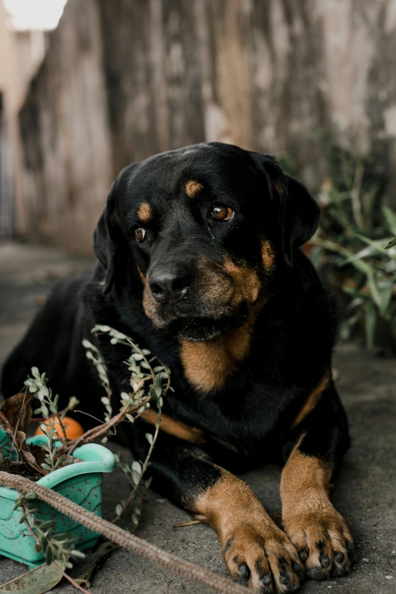 These 14 powerful dogs command respect wherever they go