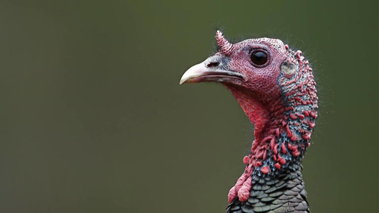 Wild turkey relaxing in busy intersection at rush hour is next-level ...