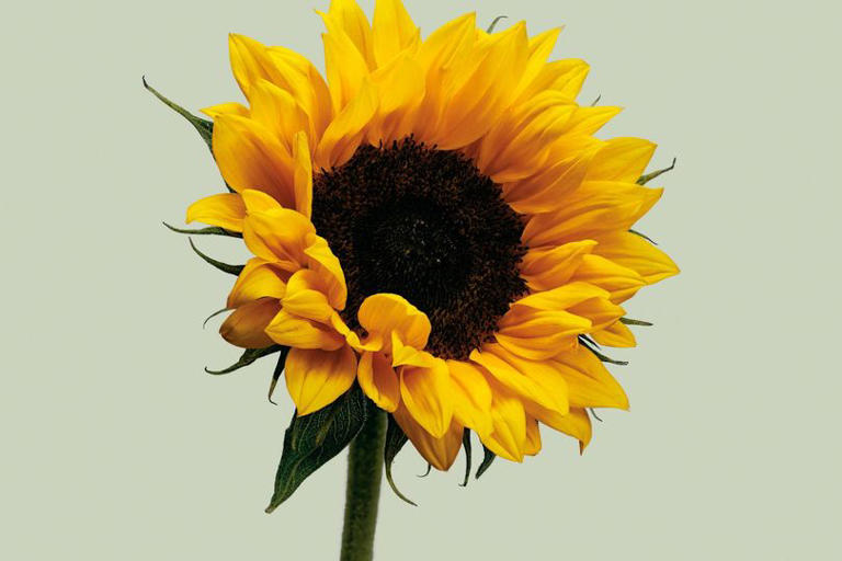 Growing one flower will welcome goldfinches and sparrows straight into ...