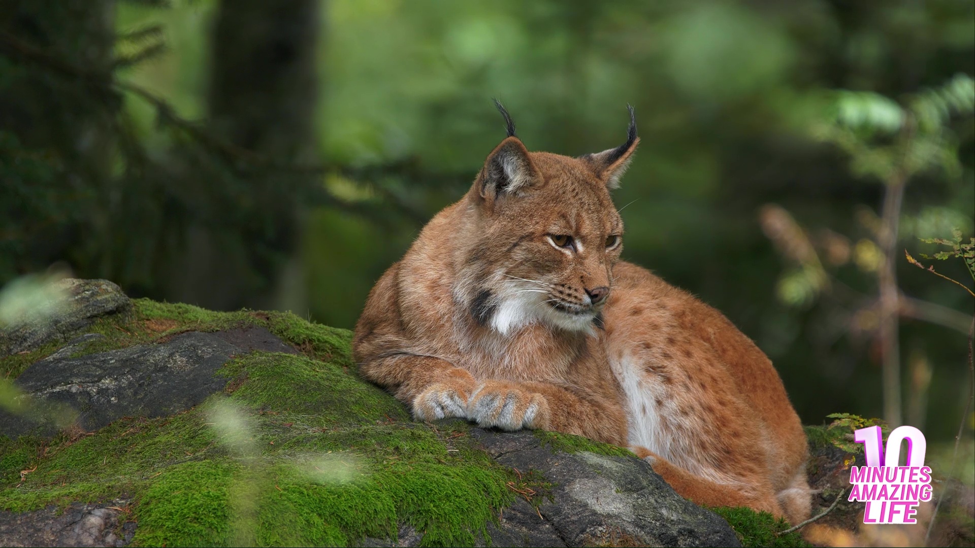 Lynx observes surroundings while guarding its hidden territory