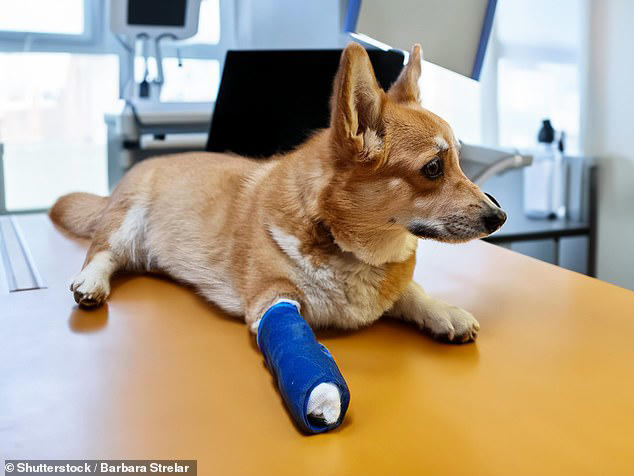 Revealed: The hidden health conditions that could turn your dog into a ...
