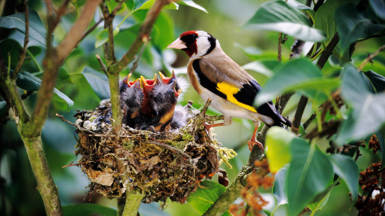 I'm copying my mum's secret recipe to bring goldfinches to her garden ...