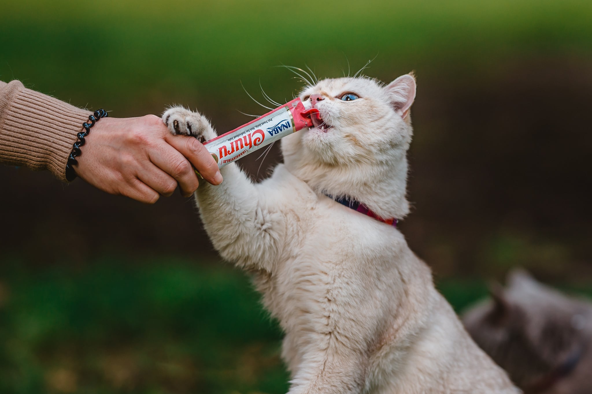 ¿Qué palabras entienden más los perros y gatos?