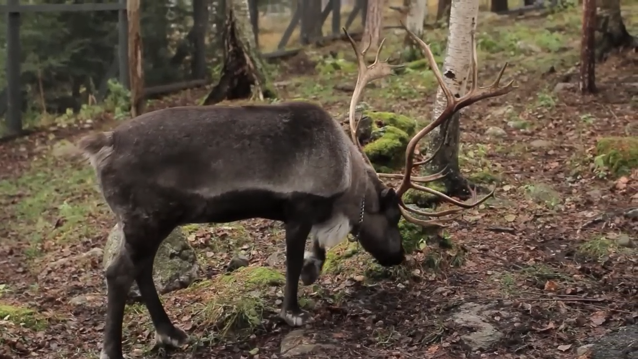 Watch how this reindeer got high off magic mushrooms