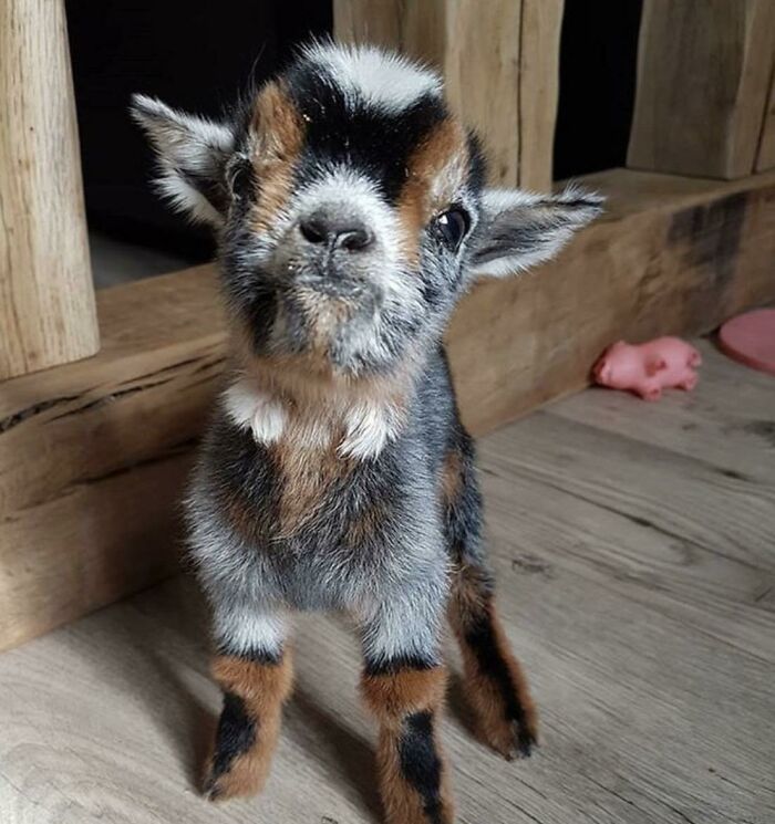 38 pics of cute goats resting, posing or just derping around