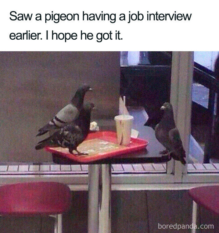27 job interview memes that are too funny