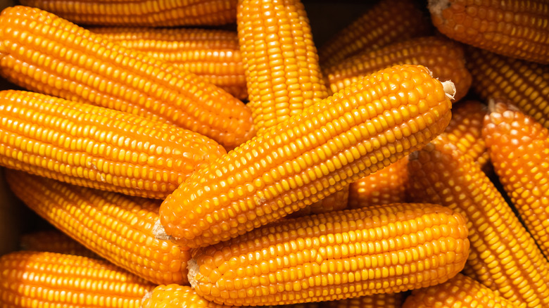 16 traditional foods of New Zealand's Māori people