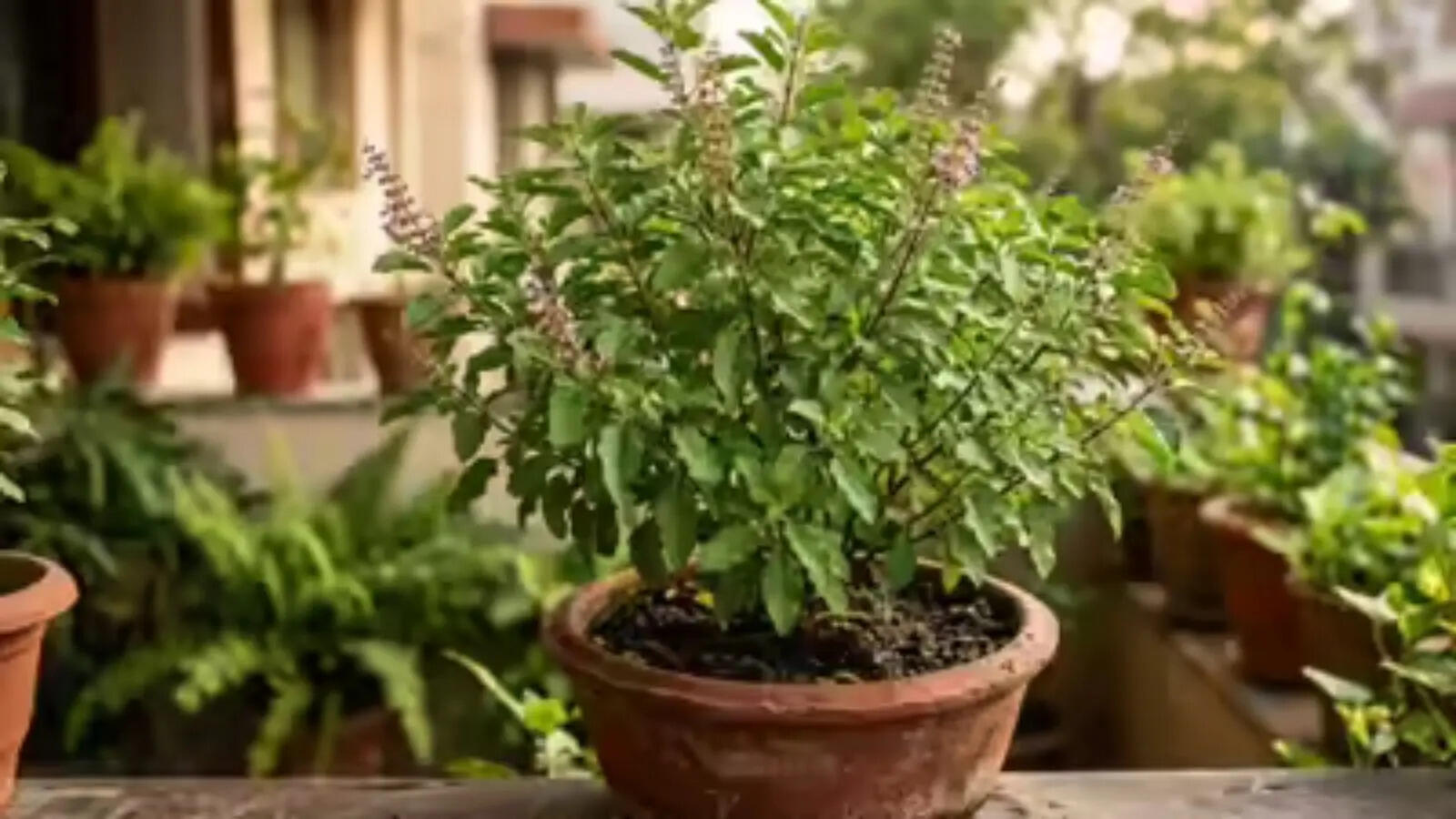 What happens when you offer water to tulsi daily?