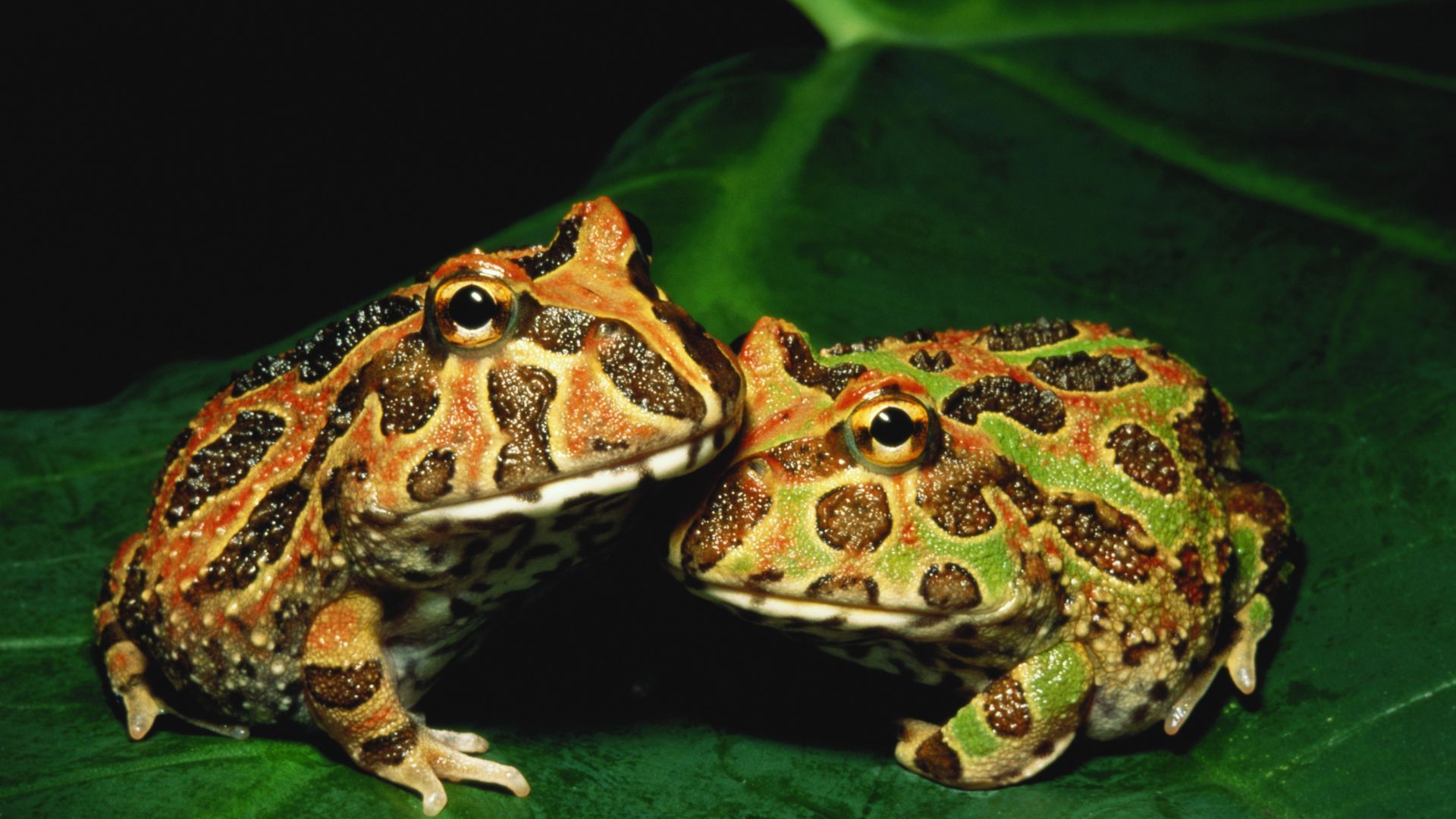 Amphibians that are easy to keep