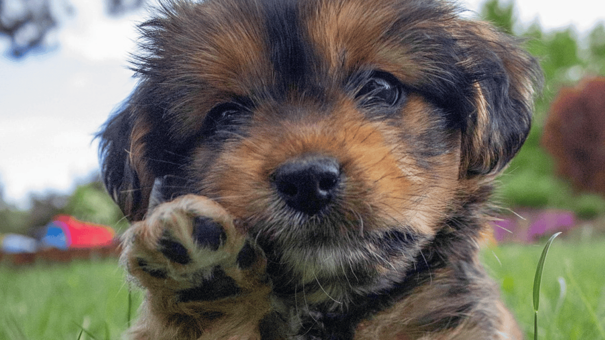 6 magic words dogs need to hear every day to behave