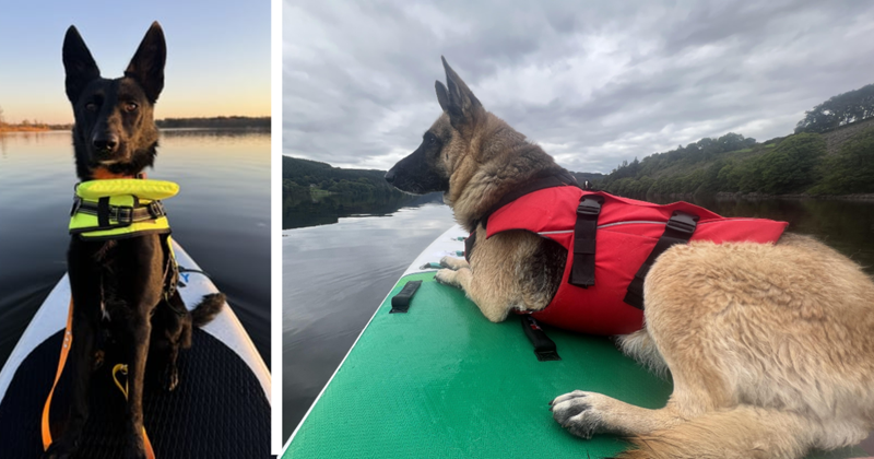 27 paddle boarding pics for pawrent of adventure puppers pondering ...