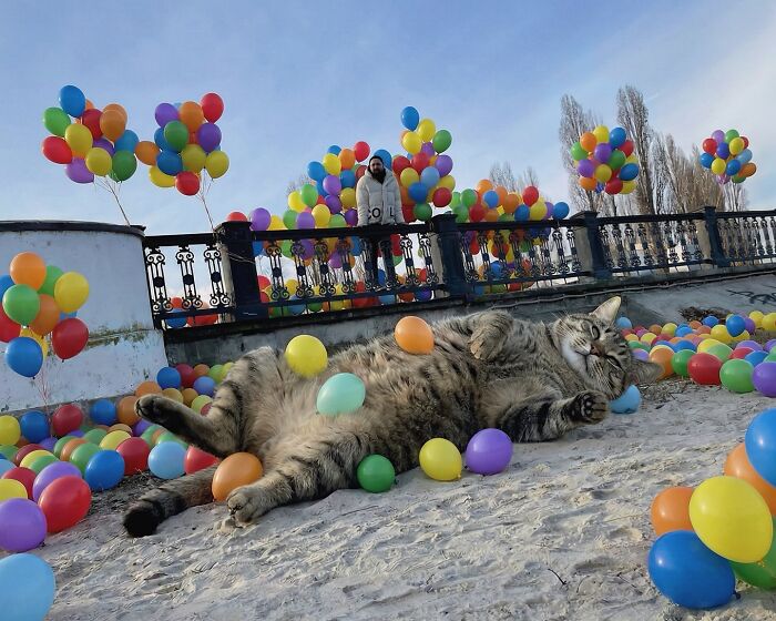 26 pics from a giant cat photoshop series you need to see