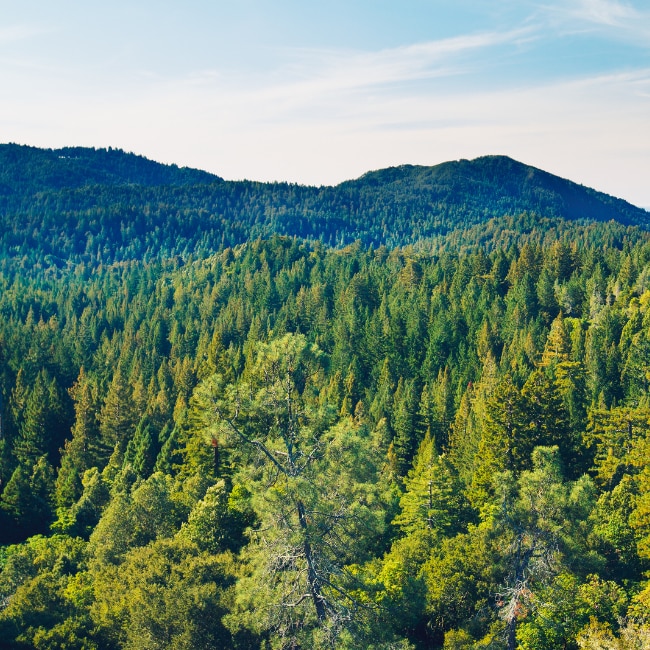 Top 10 largest forests in the world