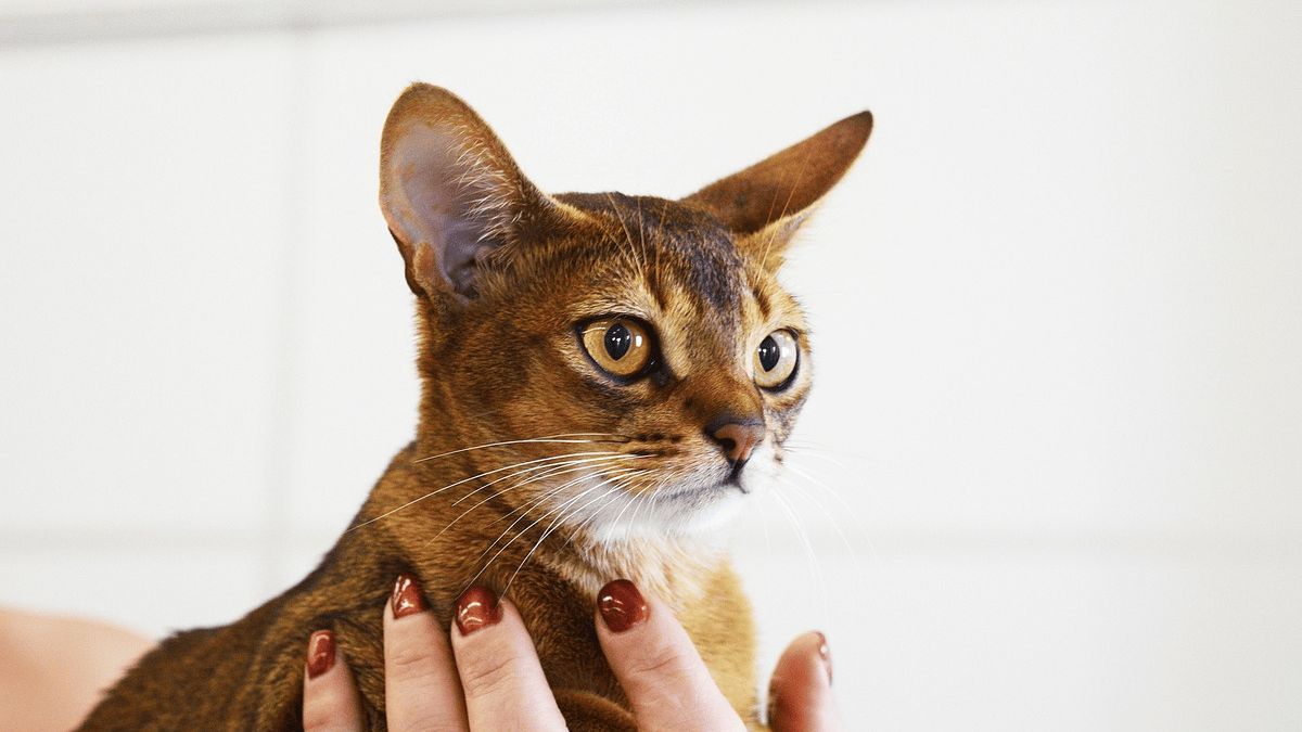 Your cat could have been angry with you for weeks and you haven't even ...