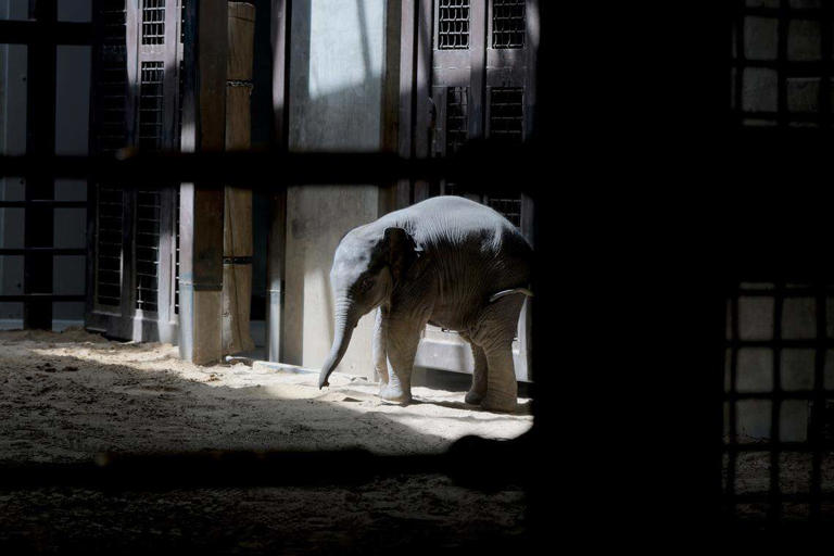 Baby elephant Linh Mai was rejected by her mother - now she's the ...