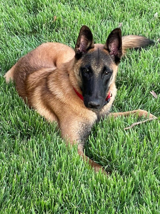 A puppy’s sudden death reveals a little‑known Texas threat