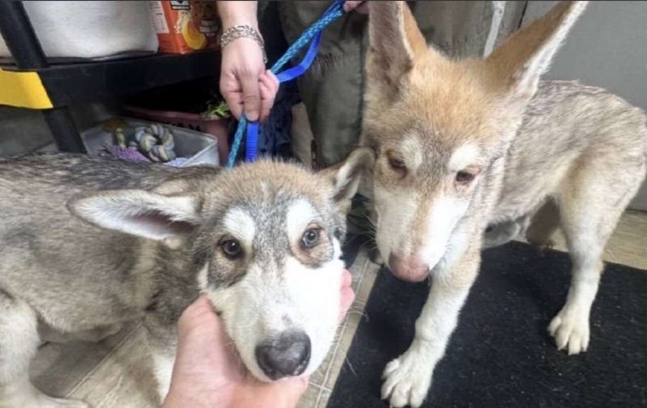 Illegal rescued Connecticut wolf-dogs will be sent to new homes in New ...