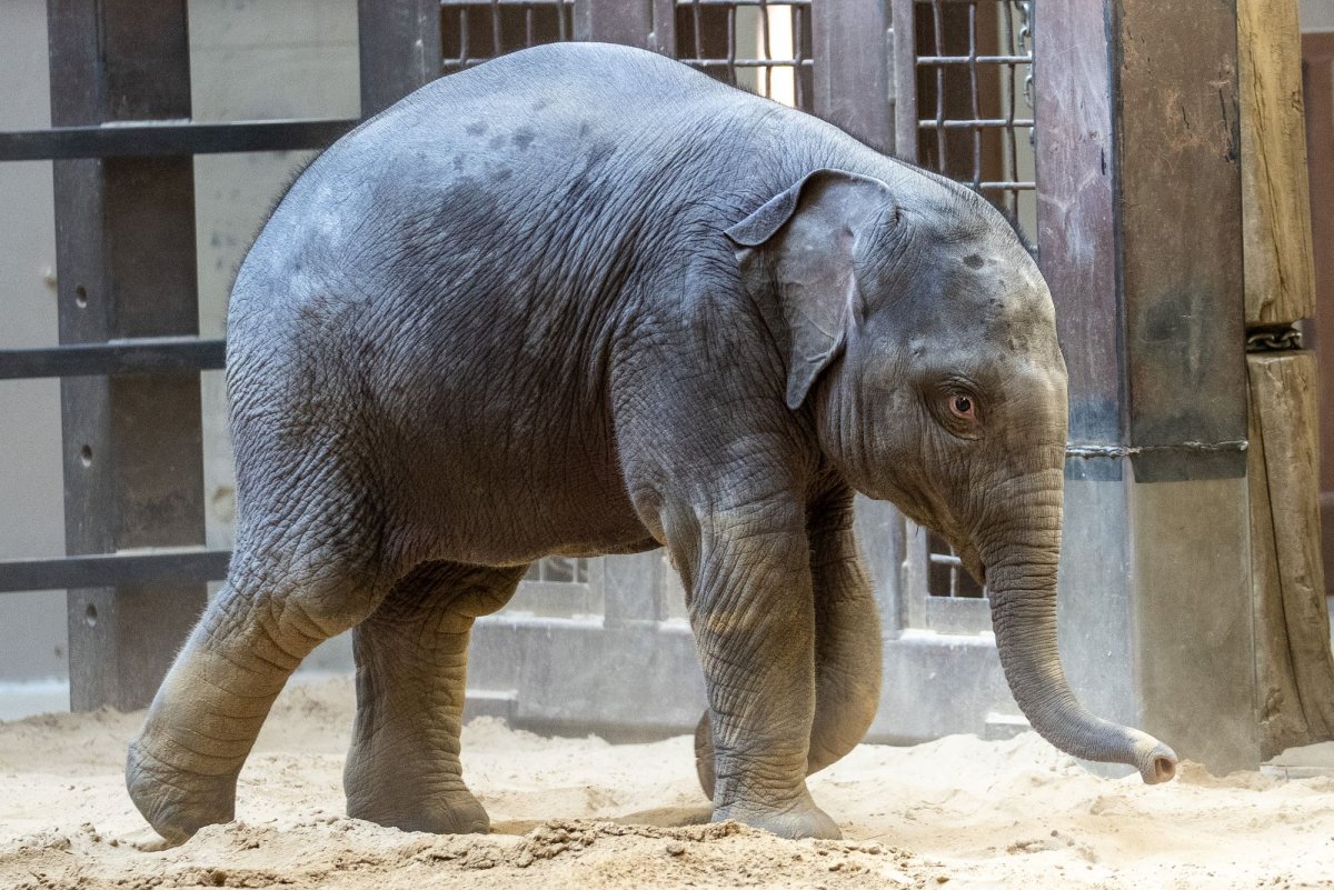 Baby elephant Linh Mai makes first public appearance