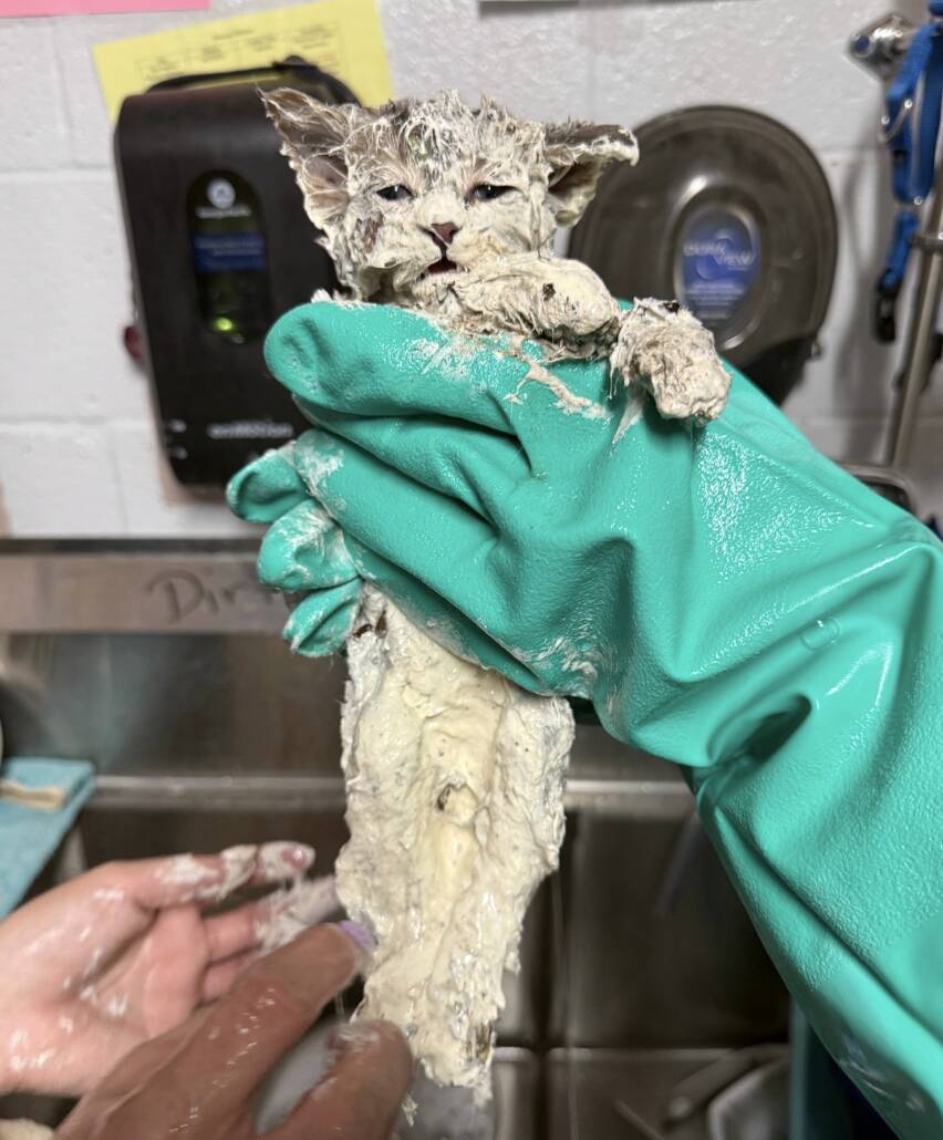 Rescuers couldn't believe how fluffy this kitten was under all this glue