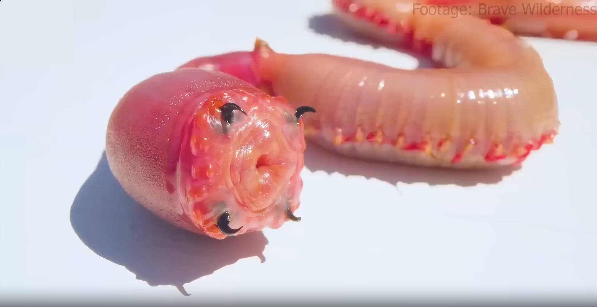 I got a pet bloodworm (yes, really)