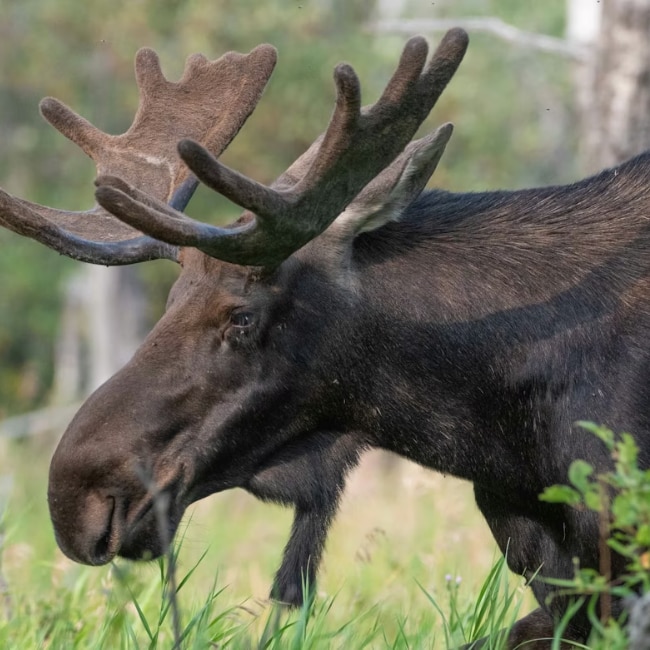 Top 10 tallest animals in the world