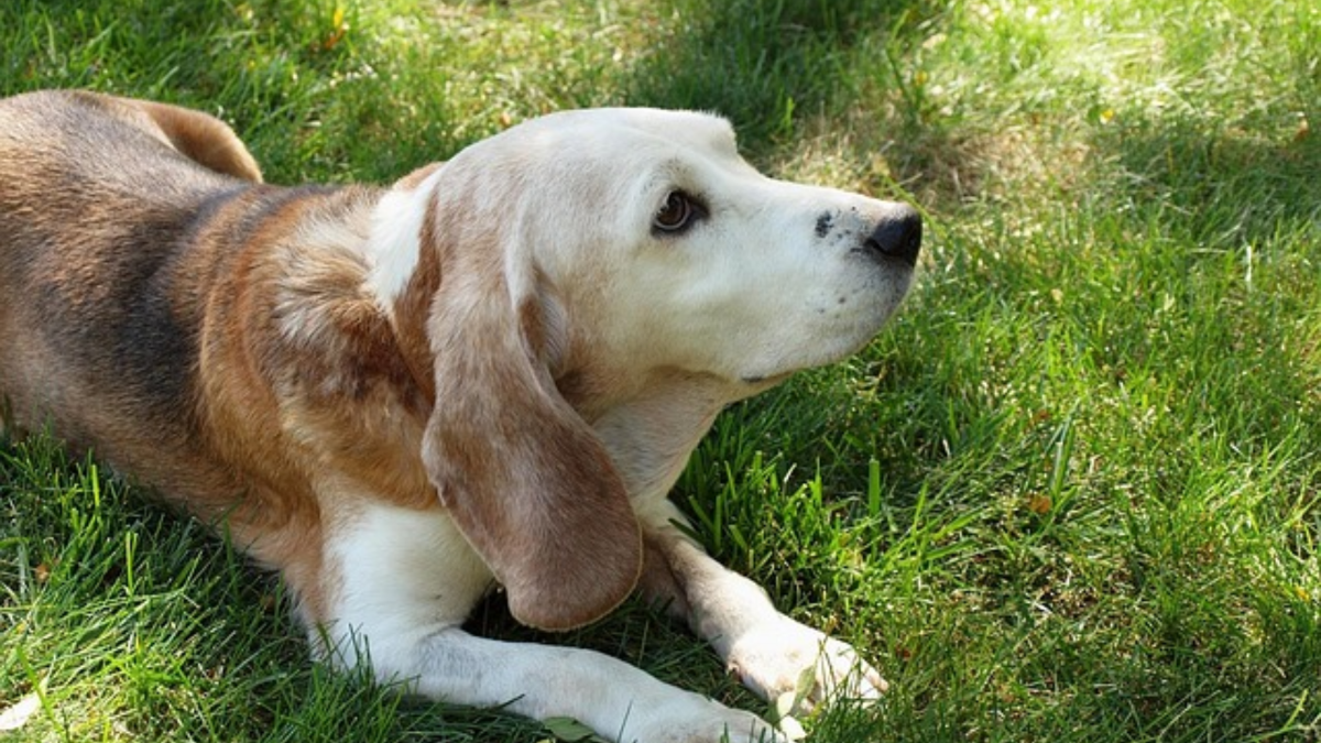 The last look: what your dog really sees seconds before closing its ...