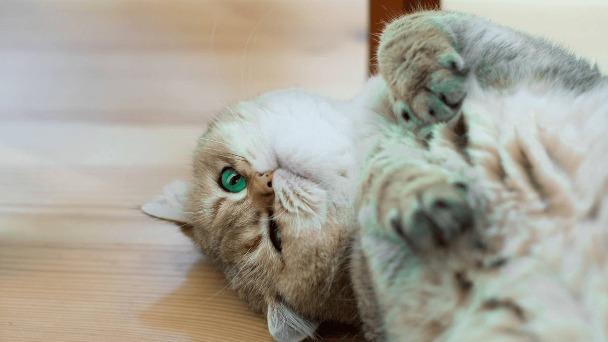 7 strange things cats do when they detect something humans can't see