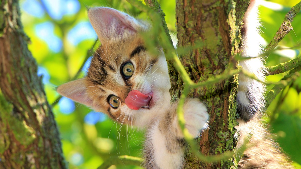 8 cat pranks that, for them, signify true proof of love