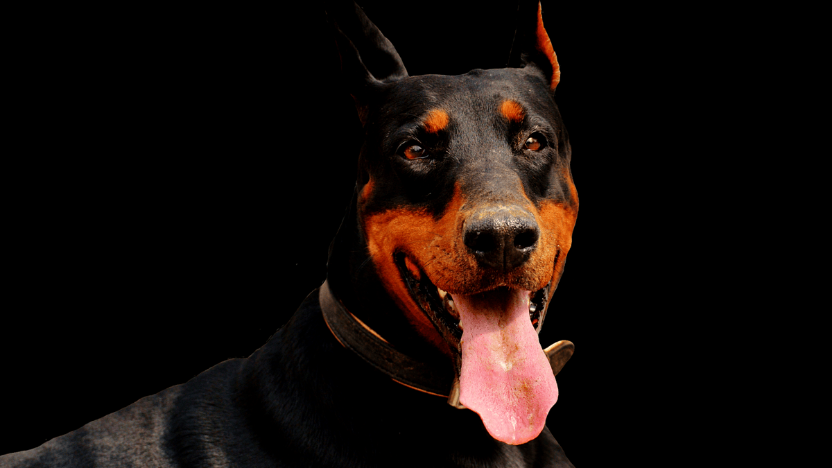 These are the 8 breeds with the highest risk of biting (including their ...