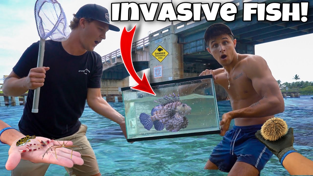 Catching INVASIVE LION FISH For My AQUARIUM!!