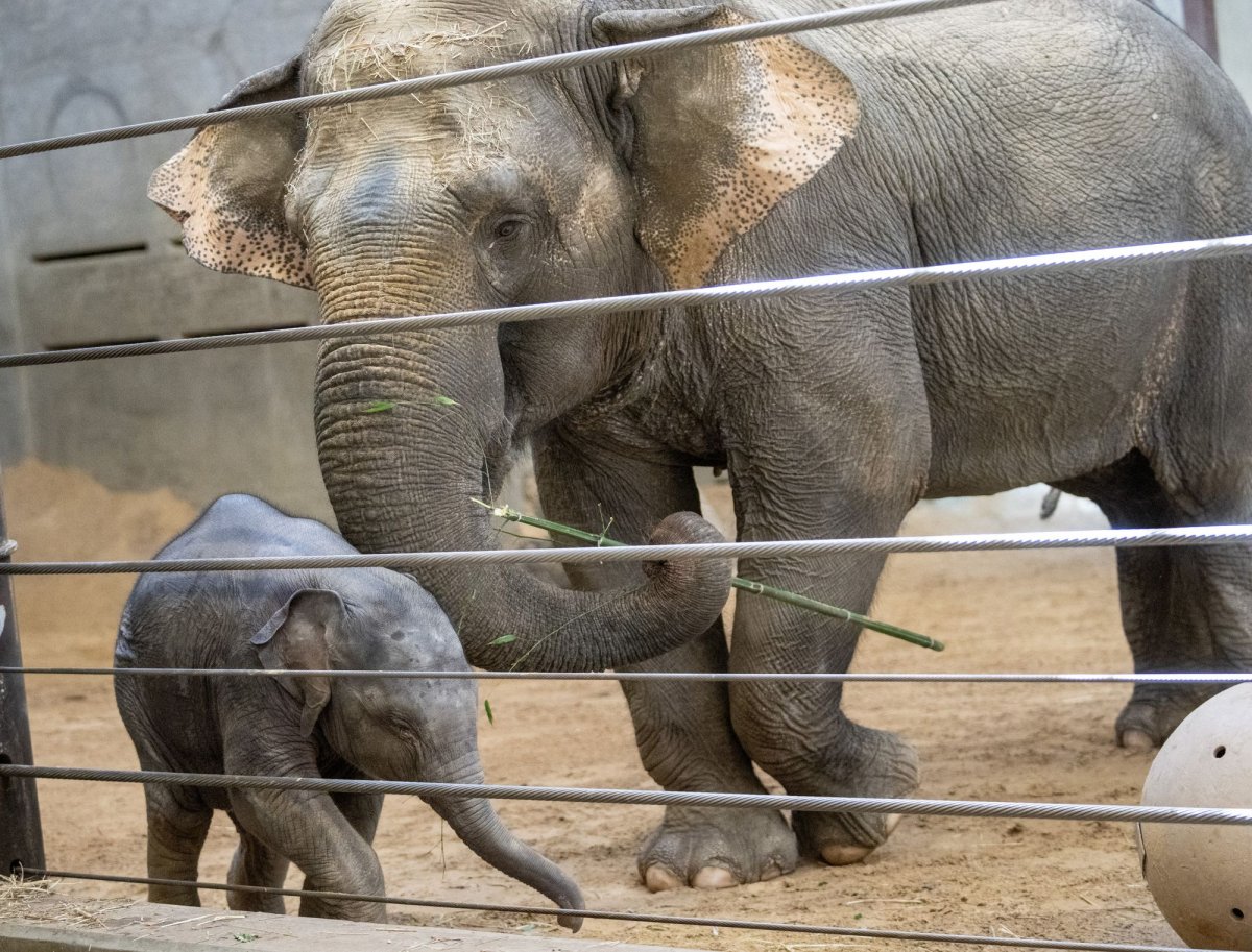 Baby elephant Linh Mai makes first public appearance