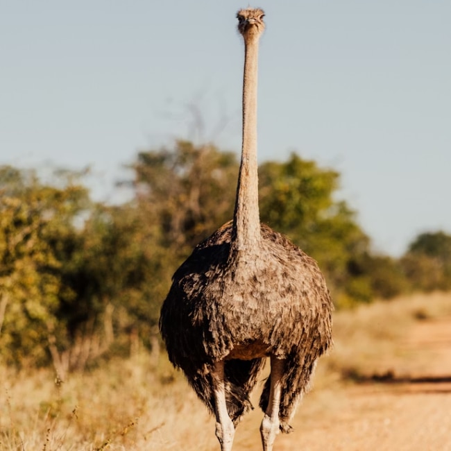 Top 10 tallest animals in the world