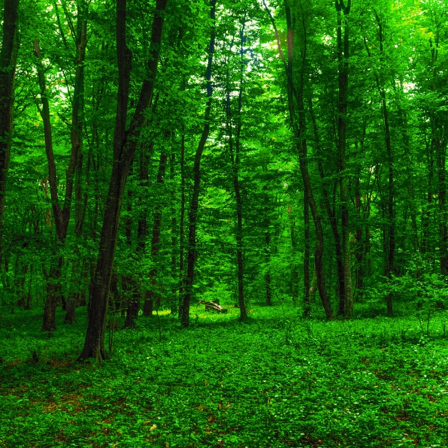 Top 10 largest forests in the world