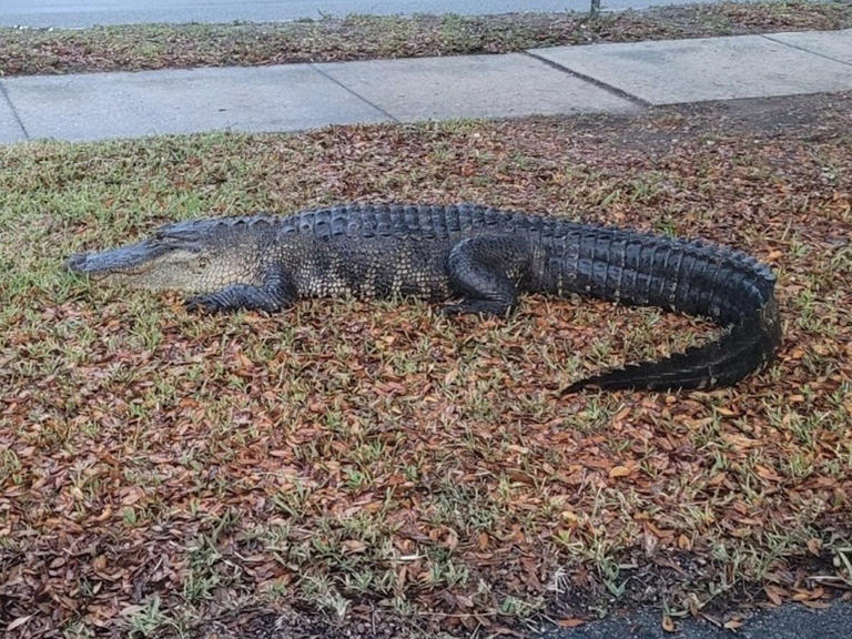 Fatal hammer attack | 2 gators wrangled | New IKEA coming soon: FL news