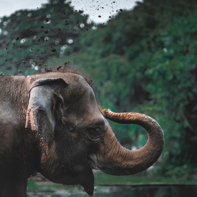 Top 10 tallest animals in the world