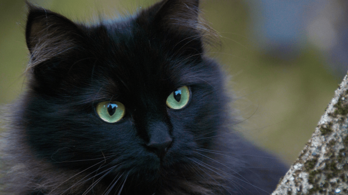 10 habits your cat would love, but few owners practice