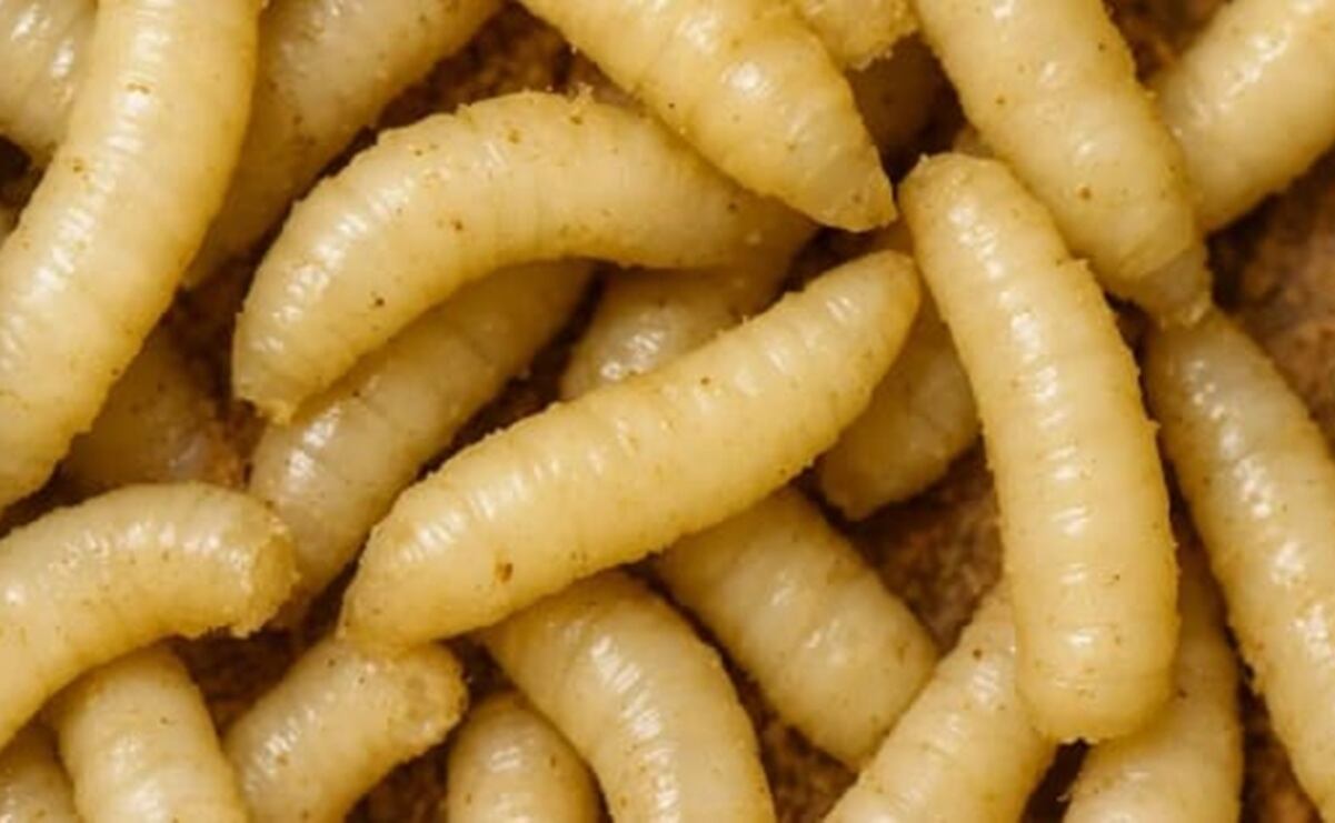 En Edomex, 30 perros tienen la larva