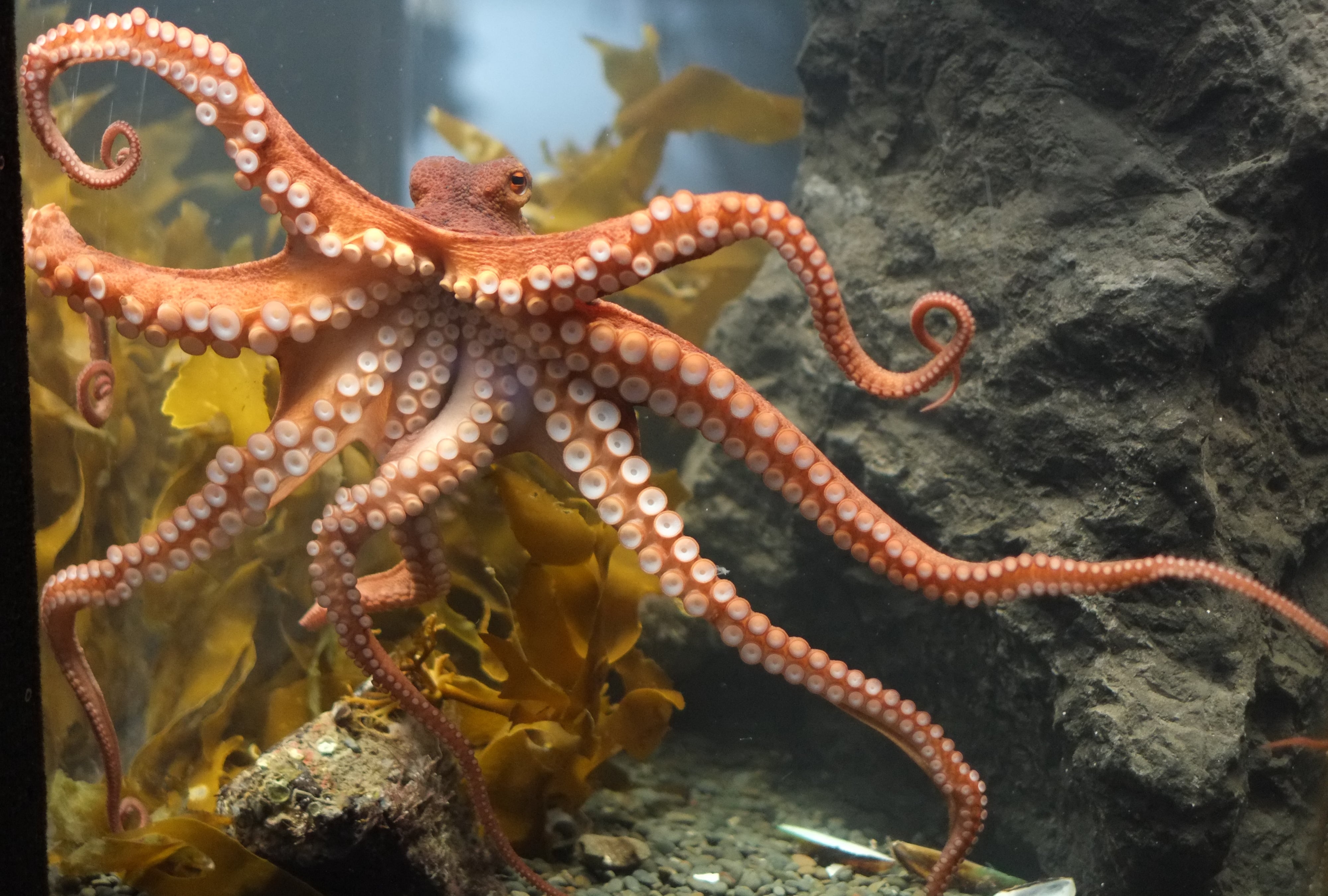 Male octopuses' no-look mating via right third arm