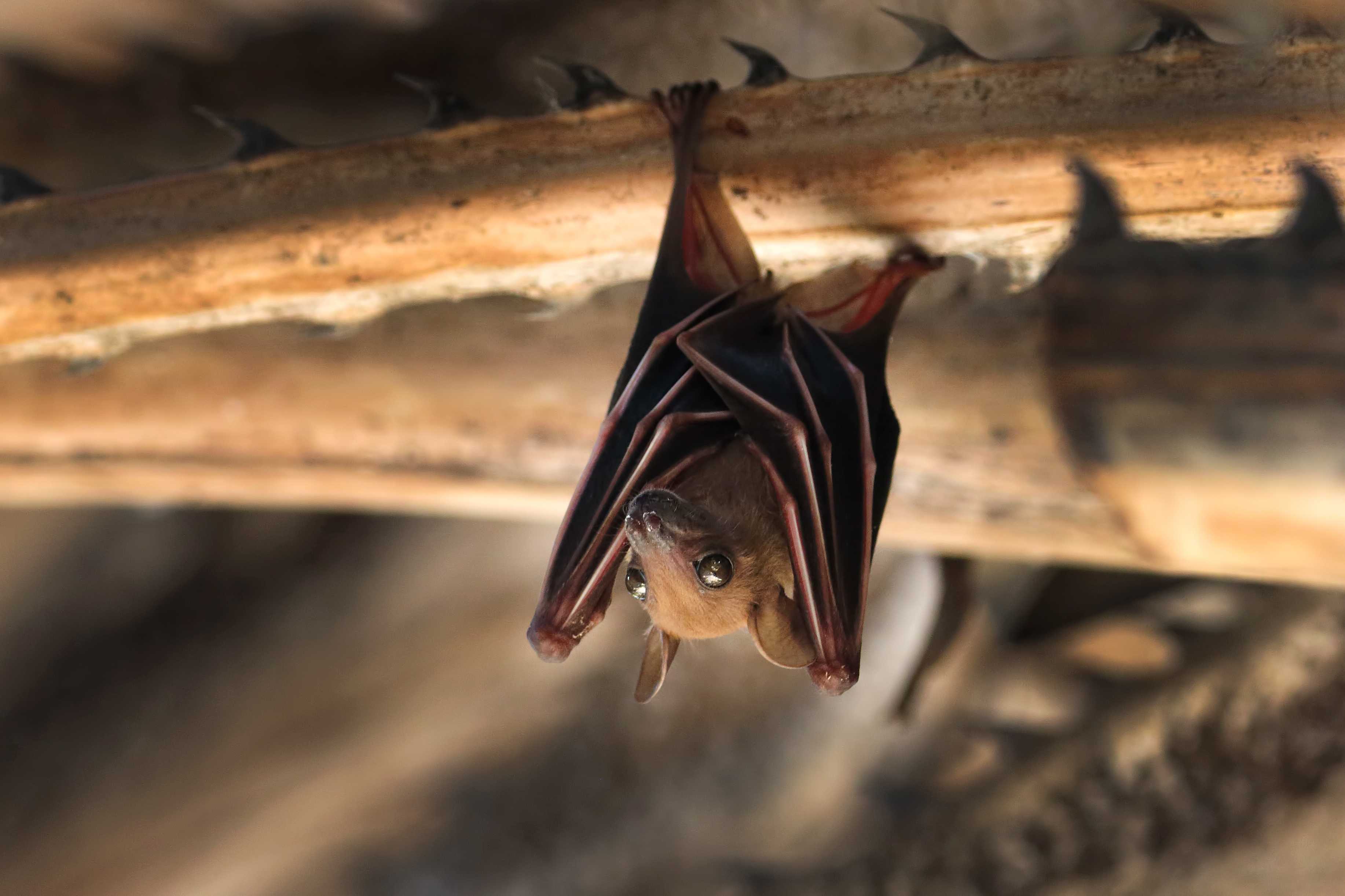 Bat found in Hamilton tests positive for rabies, health officials say