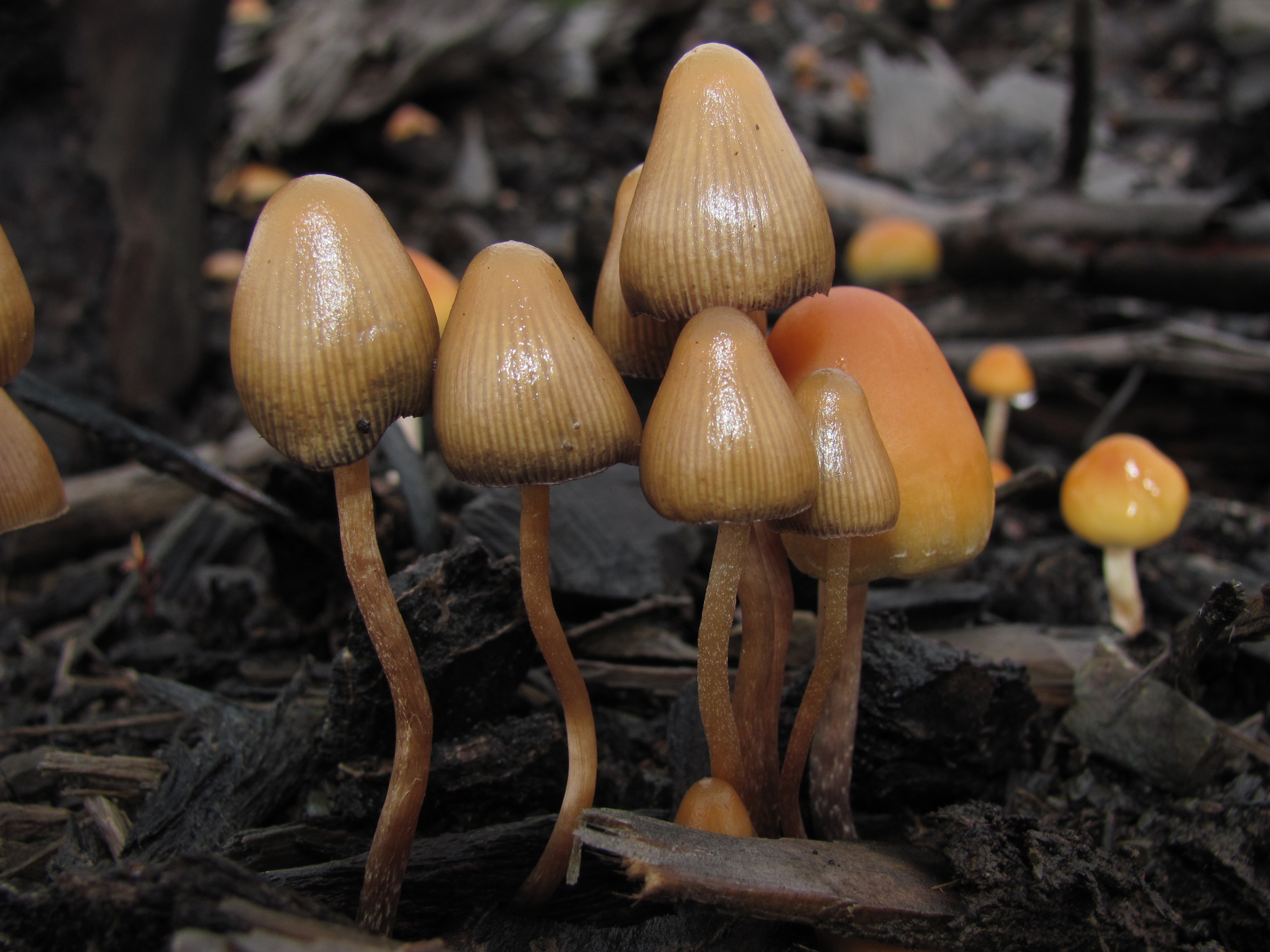How do different psychedelics affect the brain? Scientists analyzed ...
