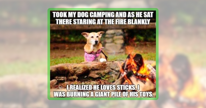 27 good memes of good boys and girls for when you need a paw to lean on