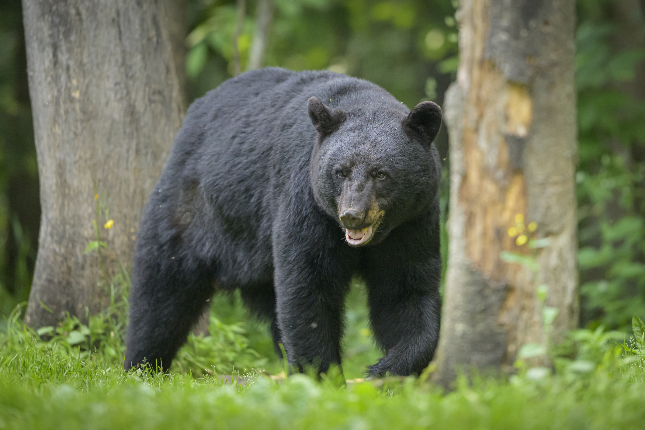 Bears are awake and here to stay, but conflicts with humans need to ...