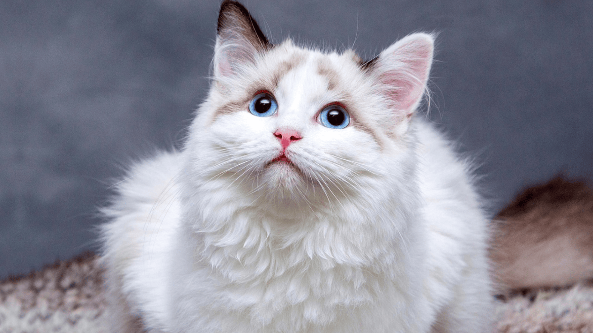 How can you tell if your cat sees you as an authority figure?