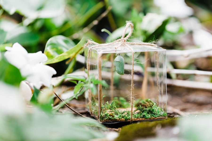 Celebrate Earth Day at Ward Village with butterflies, music and family fun